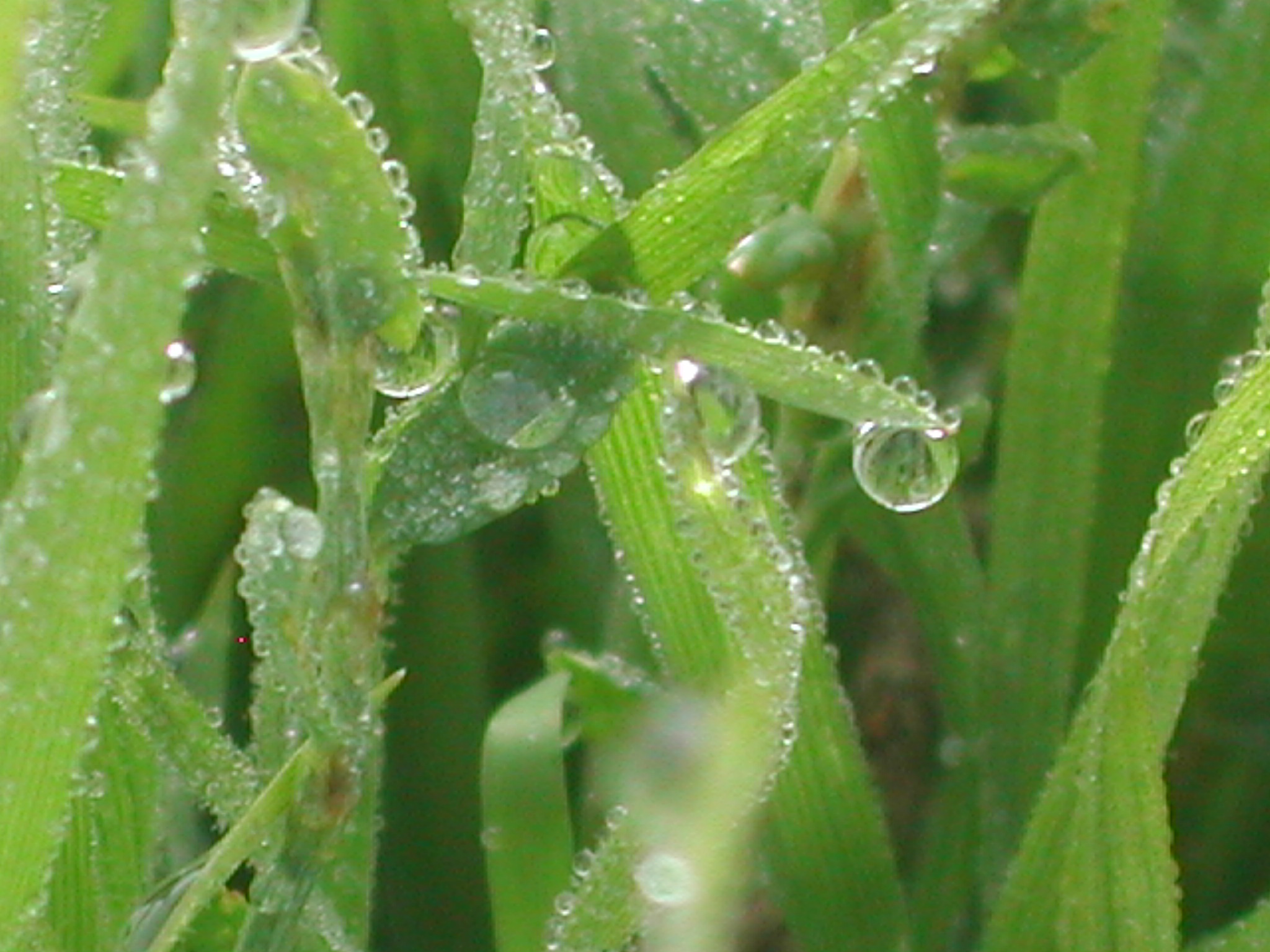 Dew Beginnings | Glimpses of the Divine